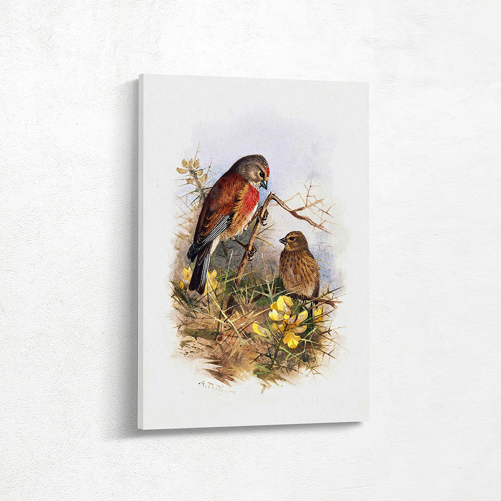 Brown Linnet – Great Canvas Arts