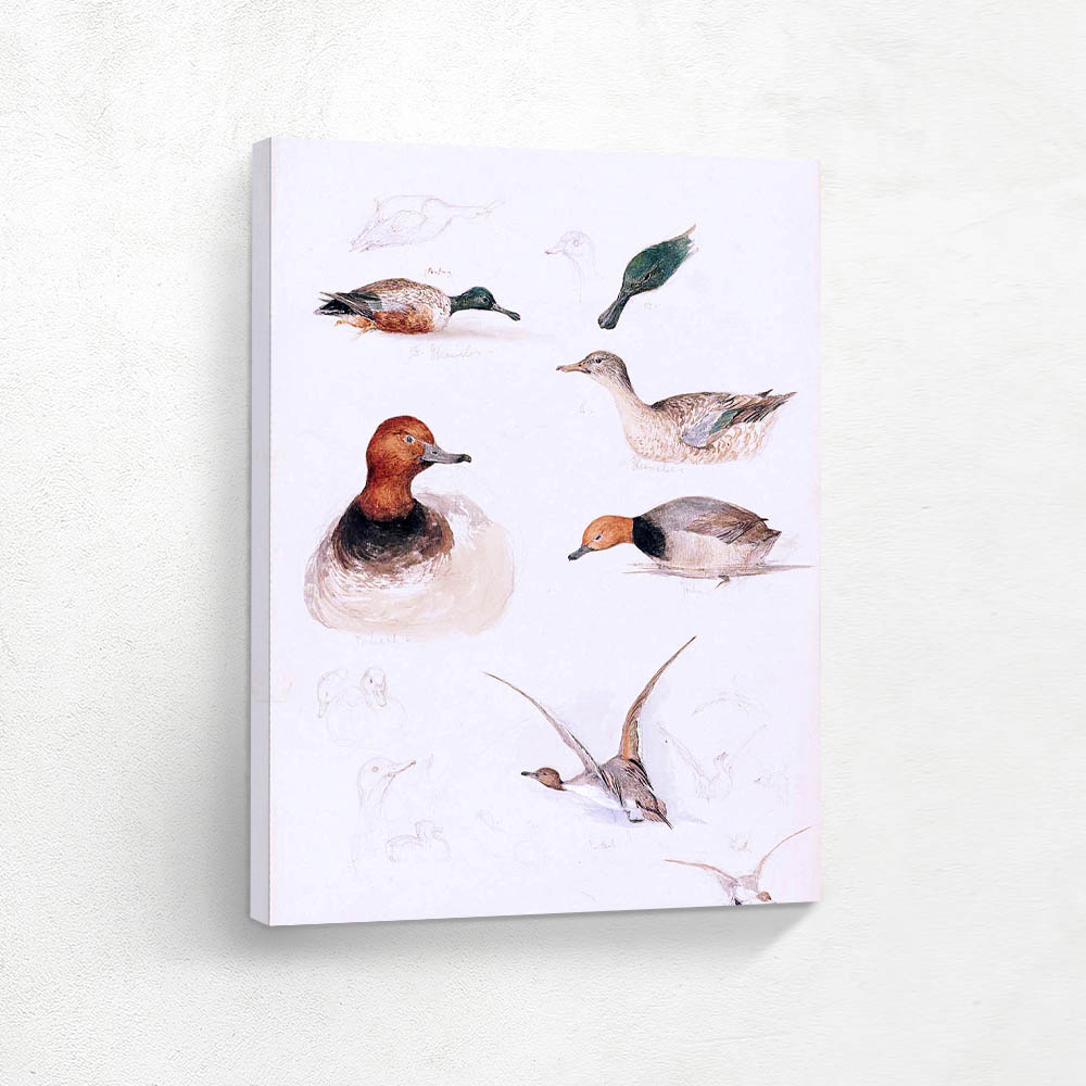 Duck Study – Great Canvas Arts