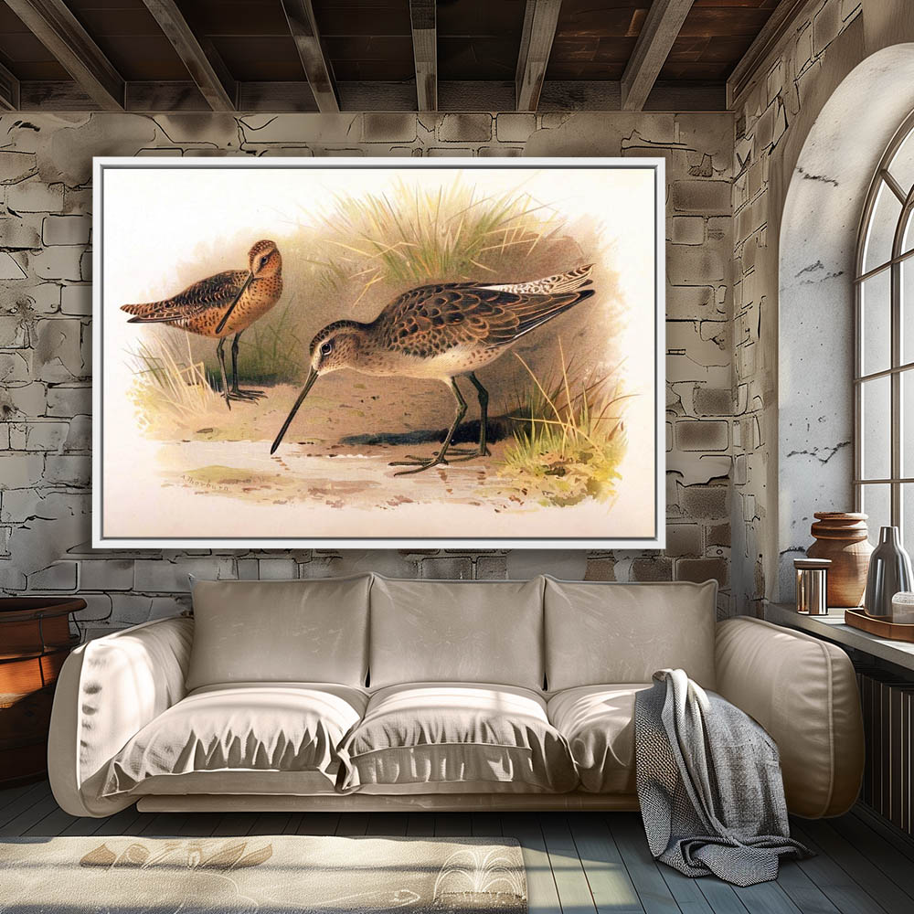 Red Breasted Snipe – Great Canvas Arts