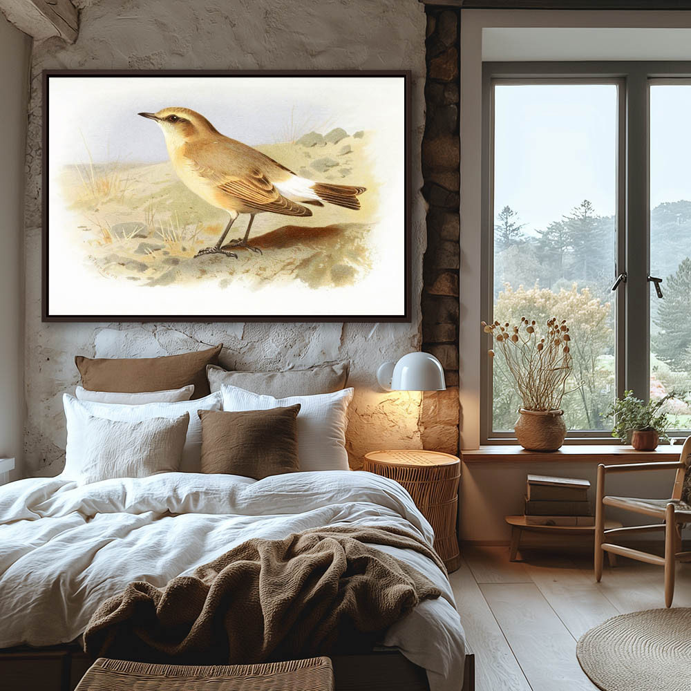 Isabeline Wheatear – Great Canvas Arts