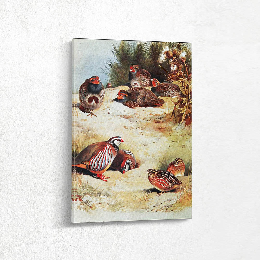 Common Partridge – Great Canvas Arts